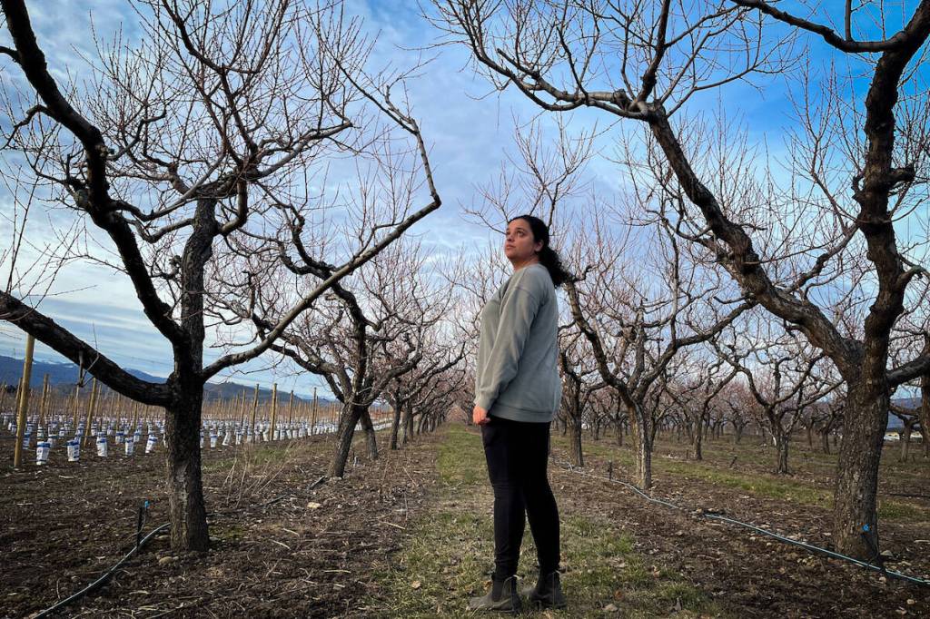 Okanagan farmer fears climate change will prune agriculture from family ...