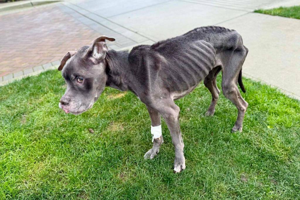 Critically emaciated dogs surrendered in B.C. sparks urgent call for ...