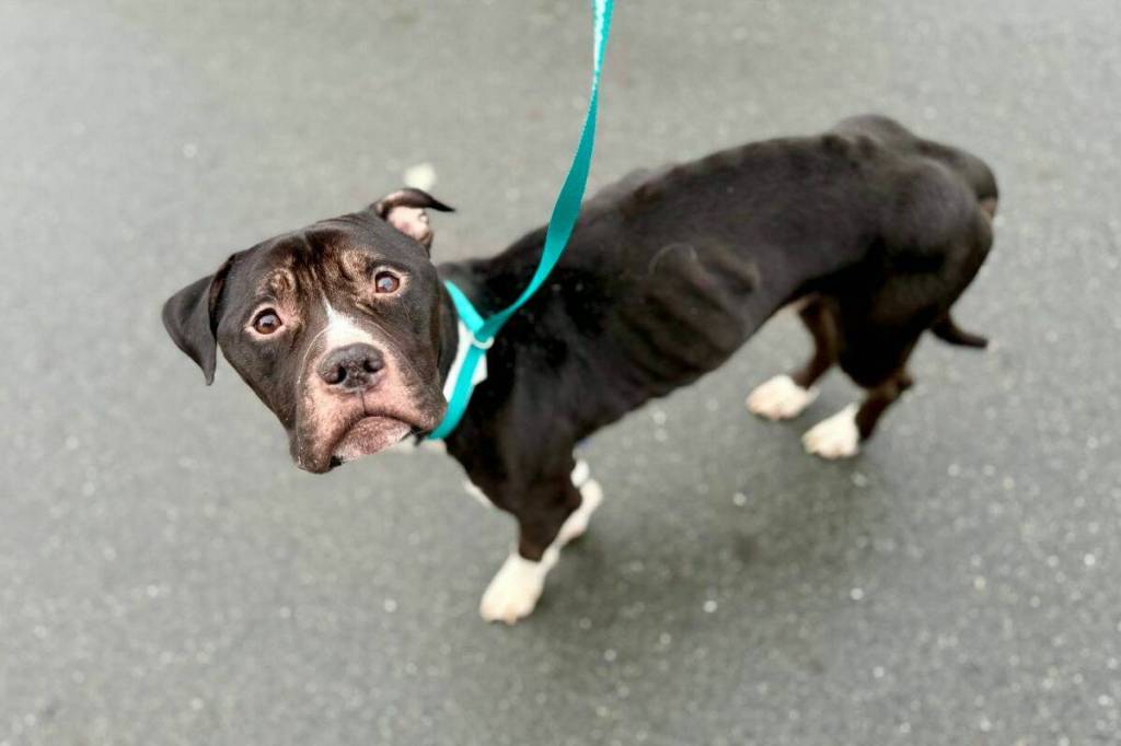 Critically emaciated dogs surrendered in B.C. sparks urgent call for ...