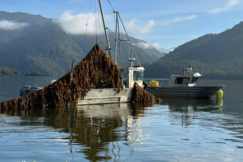 Vancouver Island First Nation finds ‘increments of hope’ in kelp ...